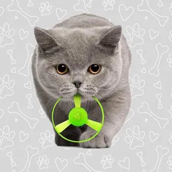 Cat Fetch Toys - The City Vet Shop